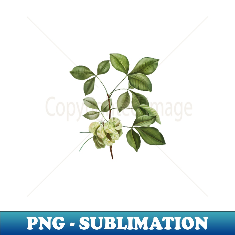 Vintage Common Hoptree Botanical Illustration - Elegant Subl | Inspire ...