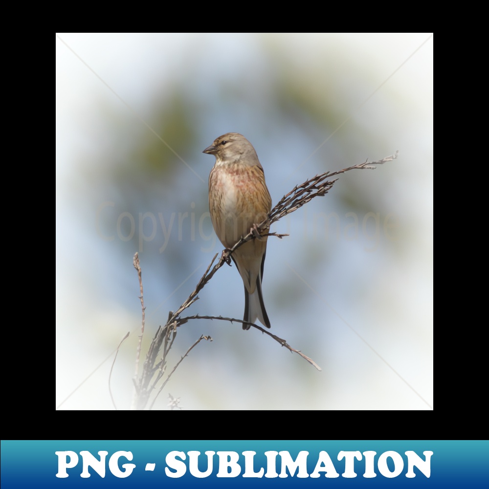 Common linnet - PNG Transparent Sublimation File - Perfect f | Inspire ...