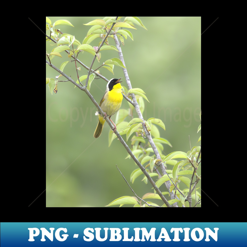 Common Yellowthroat bird with soft green out of focus backgr | Inspire ...