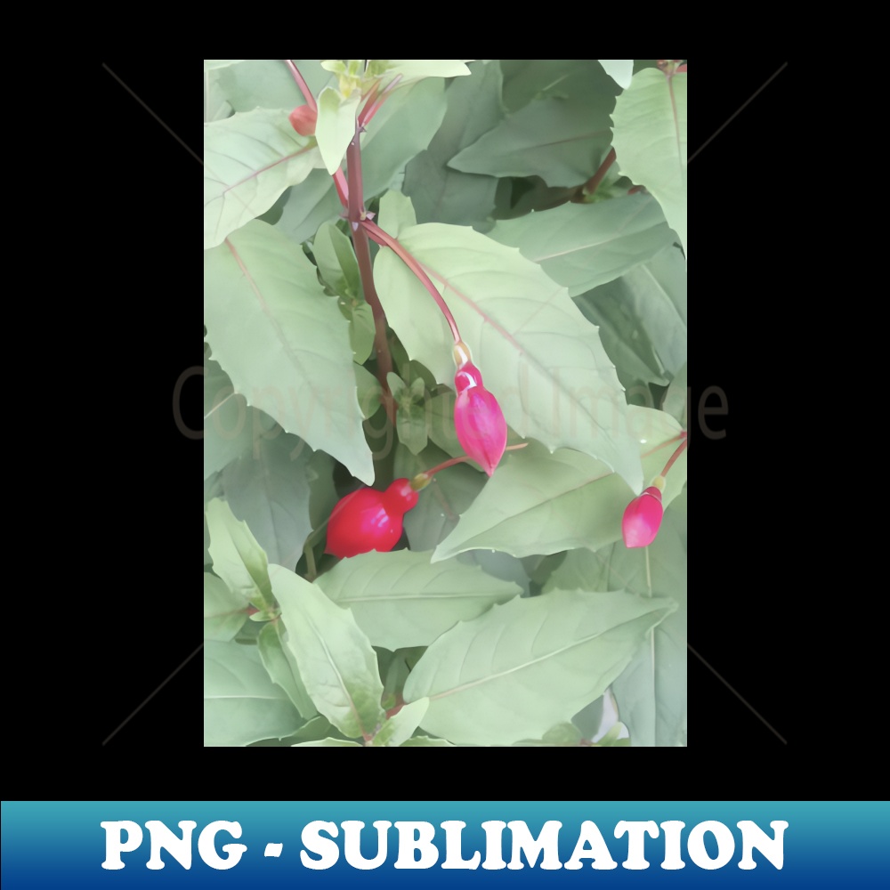 Fuschia buds botany florist plant lady or man - Vintage Subl | Inspire ...