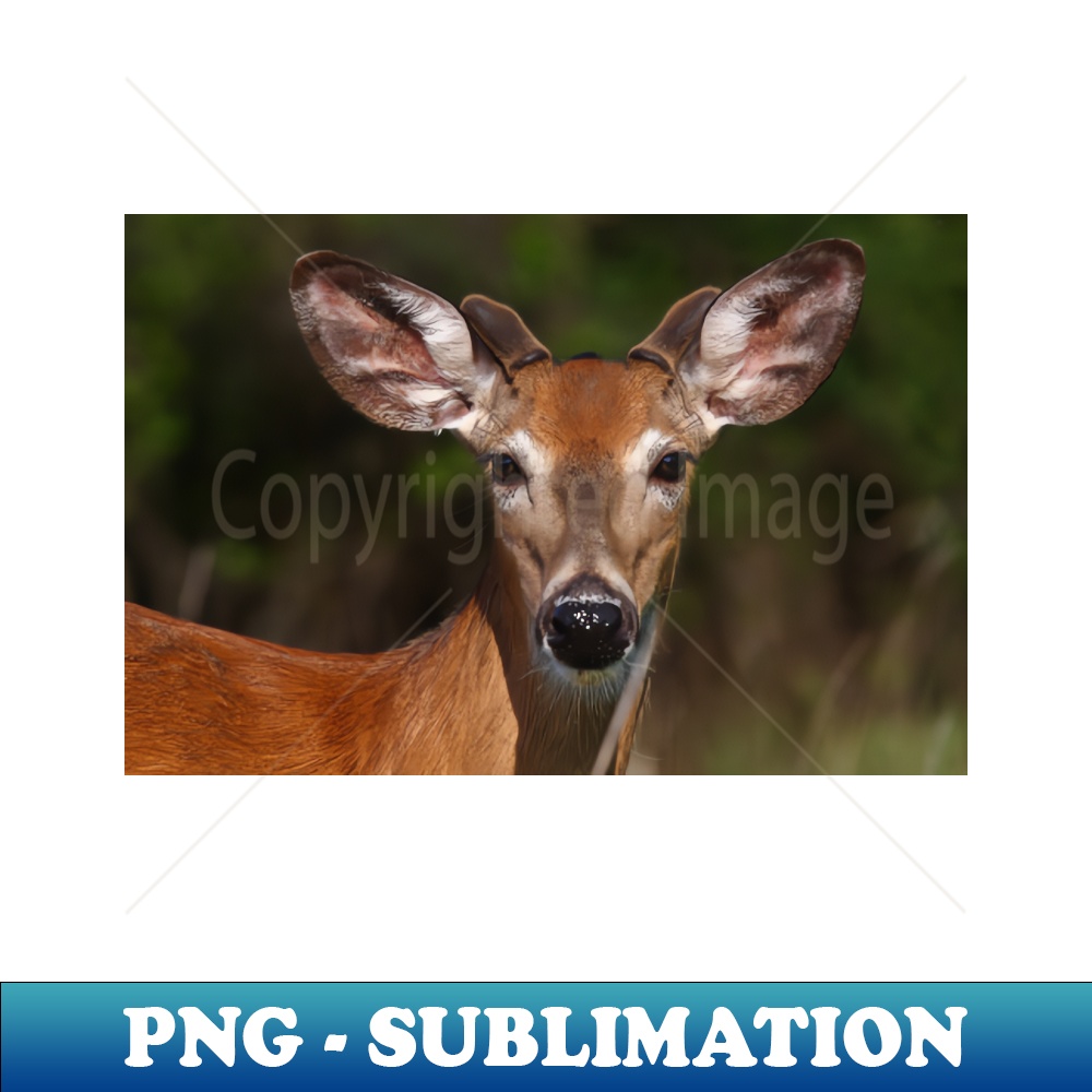 Young spring buck - White-tailed deer - Elegant Sublimation | Inspire ...