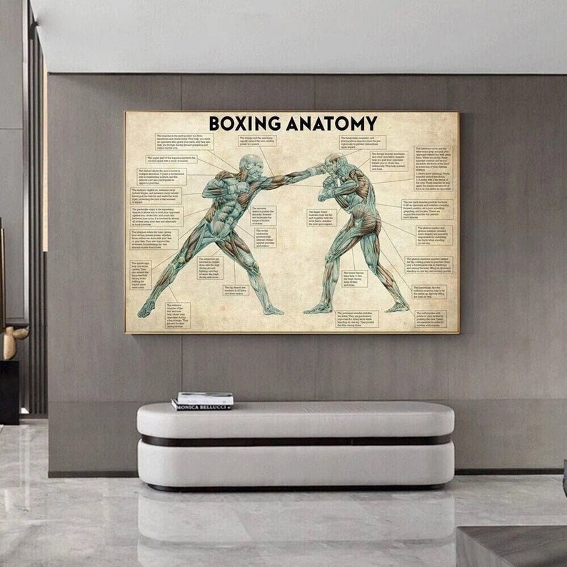 Vintage Boxing Anatomy Canvas Prints - Educational and Decor | Inspire ...