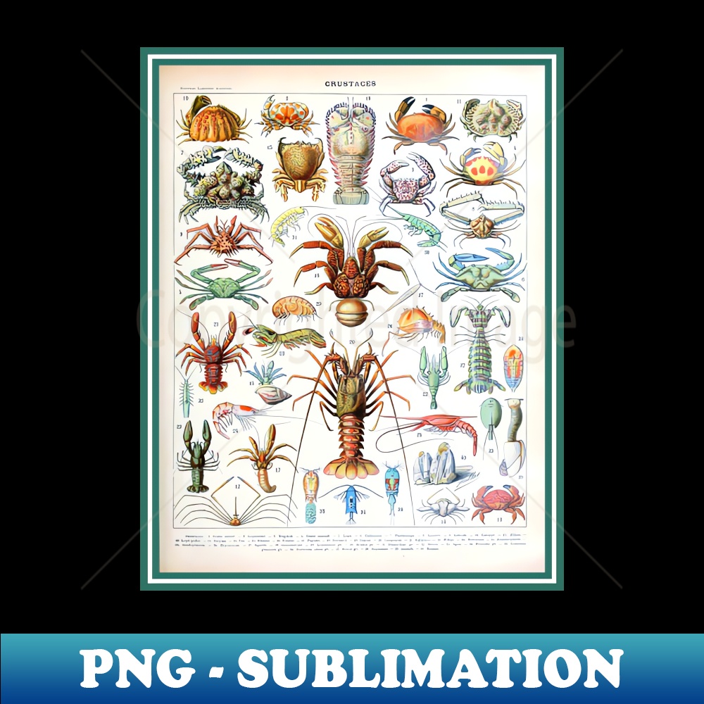 Crustaceans Creatures of the Sea - High-Resolution PNG Subli - Inspire ...