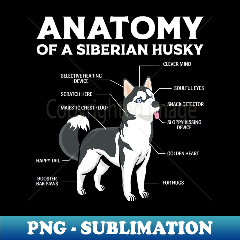 Anatomy Of a Siberian Husky - PNG Transparent Digital Downlo - Inspire ...