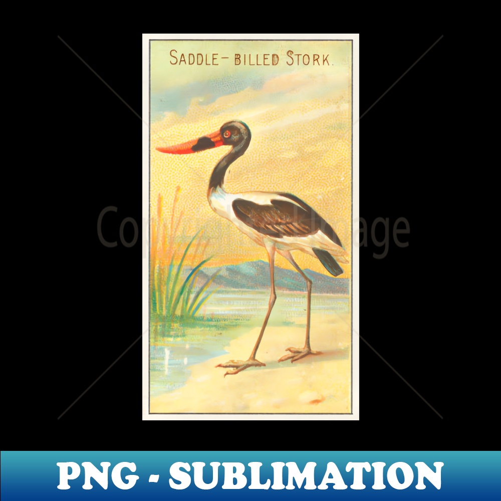 Saddle-Billed Stork - Unique Sublimation PNG Download - Bold - Inspire ...