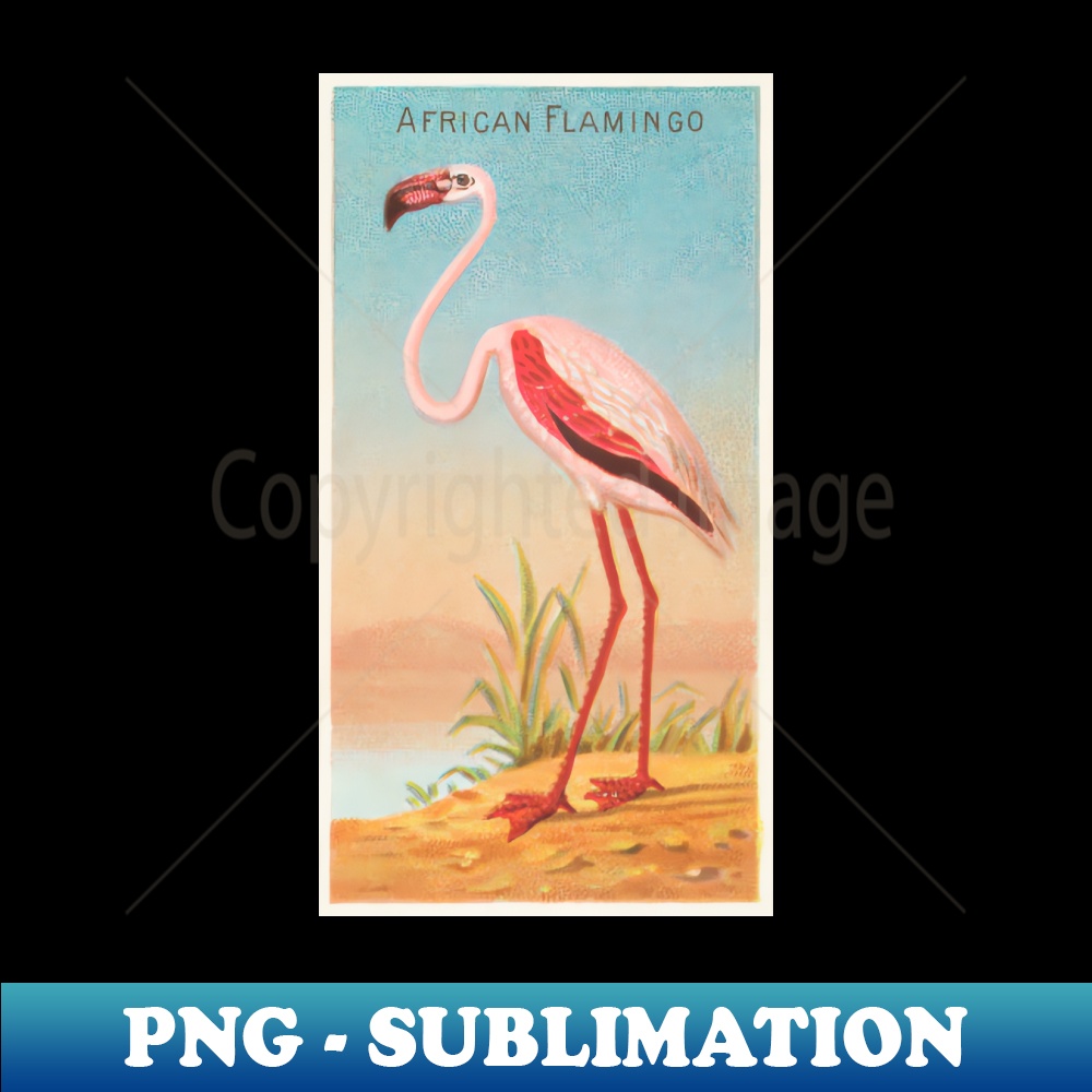 African flamingo - Instant PNG Sublimation Download - Create | Inspire ...