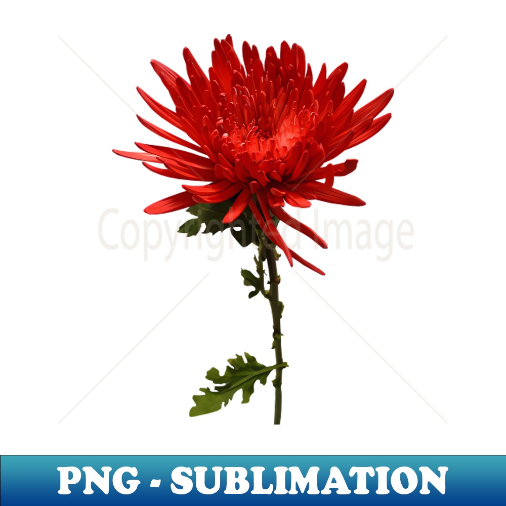 Red Spider Mum - Sublimation-Ready PNG File - Create with Co - Inspire ...