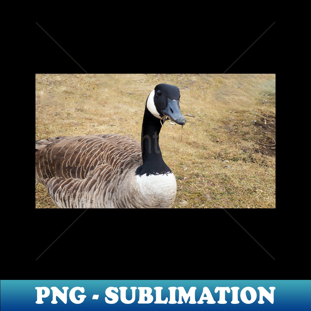 Canada Goose With Sticks In Its Mouth - High-Quality PNG Sub | Inspire ...