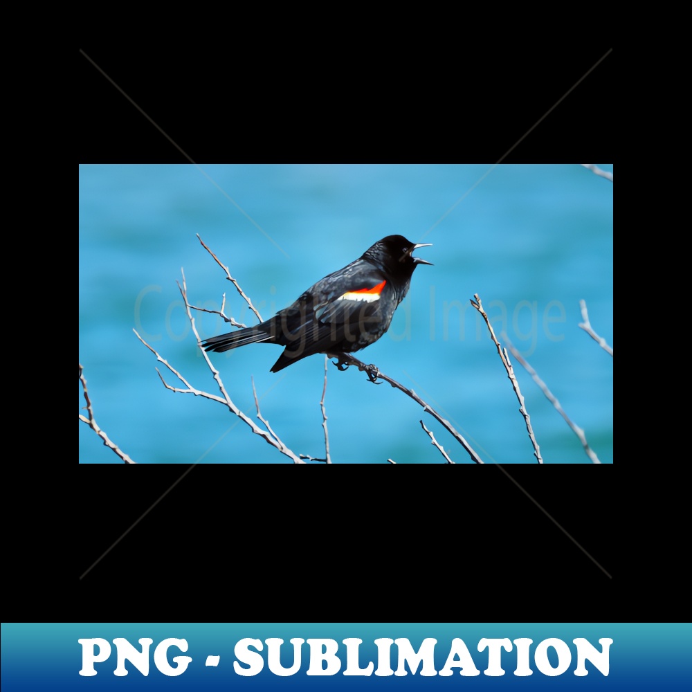 Red-winged Blackbird Calling With Its Beak Wide Opened - Dig | Inspire ...