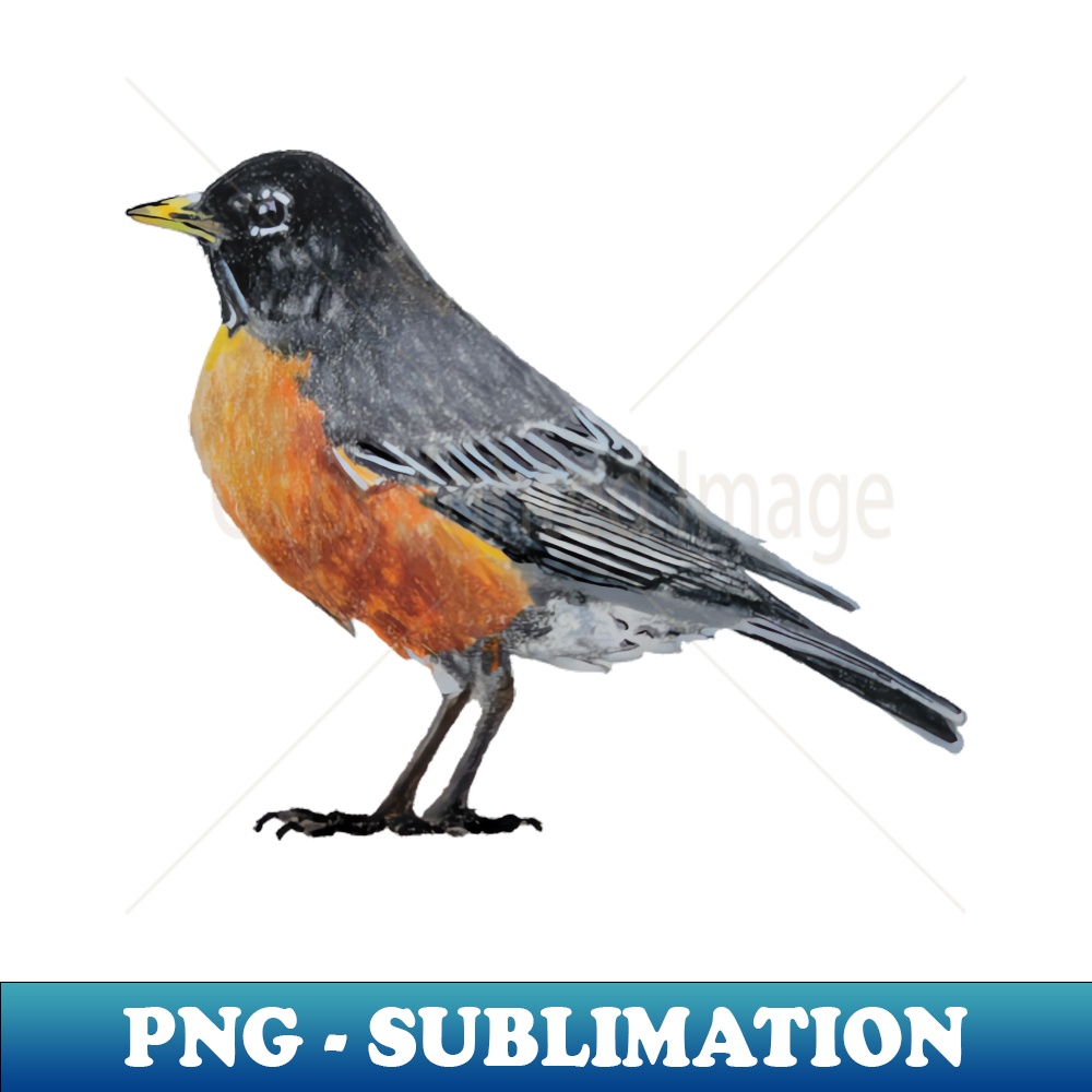 American Robin Drawing - Artistic Sublimation Digital File - | Inspire ...