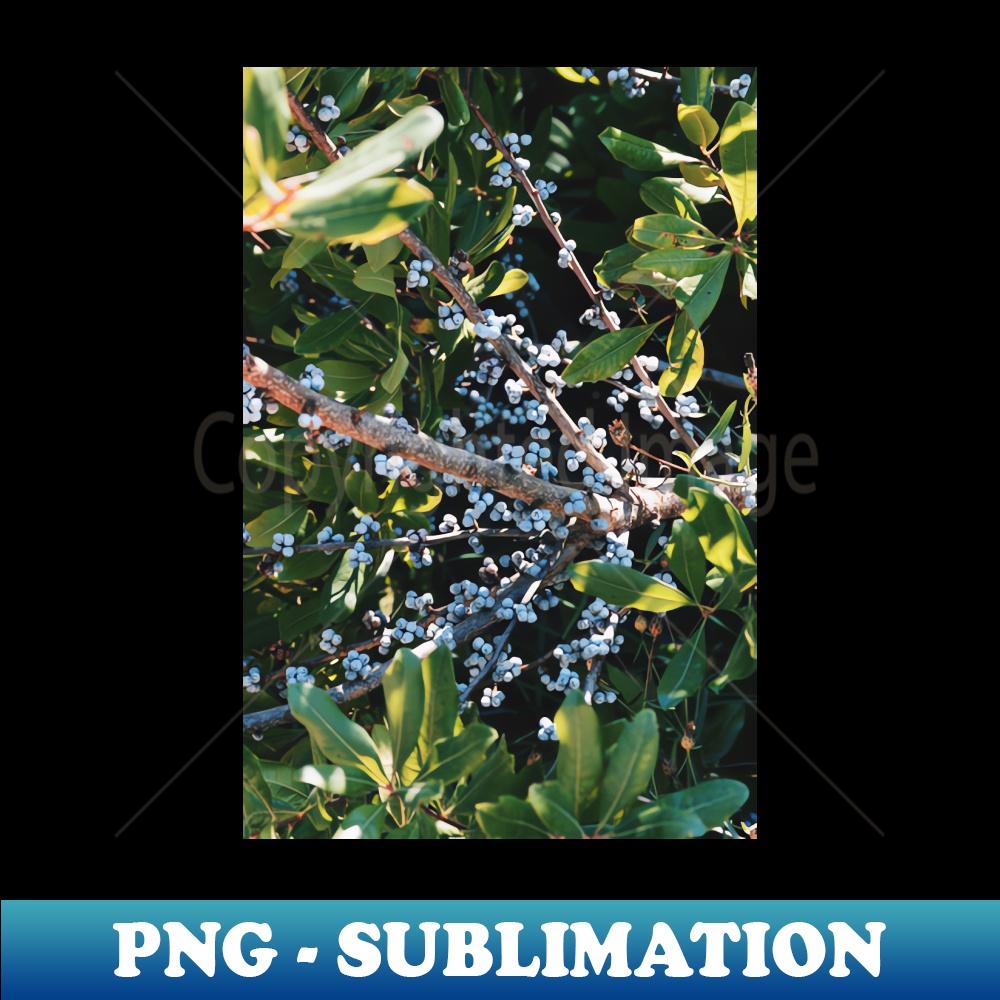 Bae-Berry - Elegant Sublimation PNG Download - Add a Festive | Inspire ...