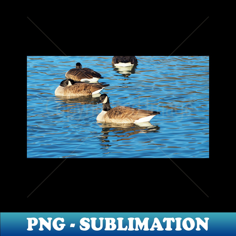 Multiple Canadian Geese Swimming - Aesthetic Sublimation Dig | Inspire ...