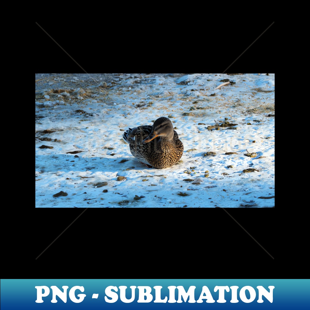 Female Mallard Duck Resting In On Snow - Special Edition Sub | Inspire ...