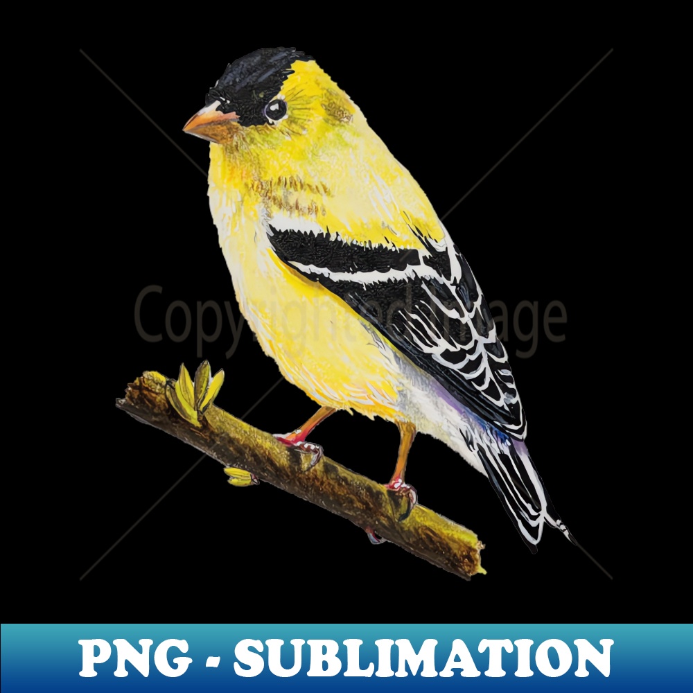 American Goldfinch Drawing no background - PNG Transparent S | Inspire ...