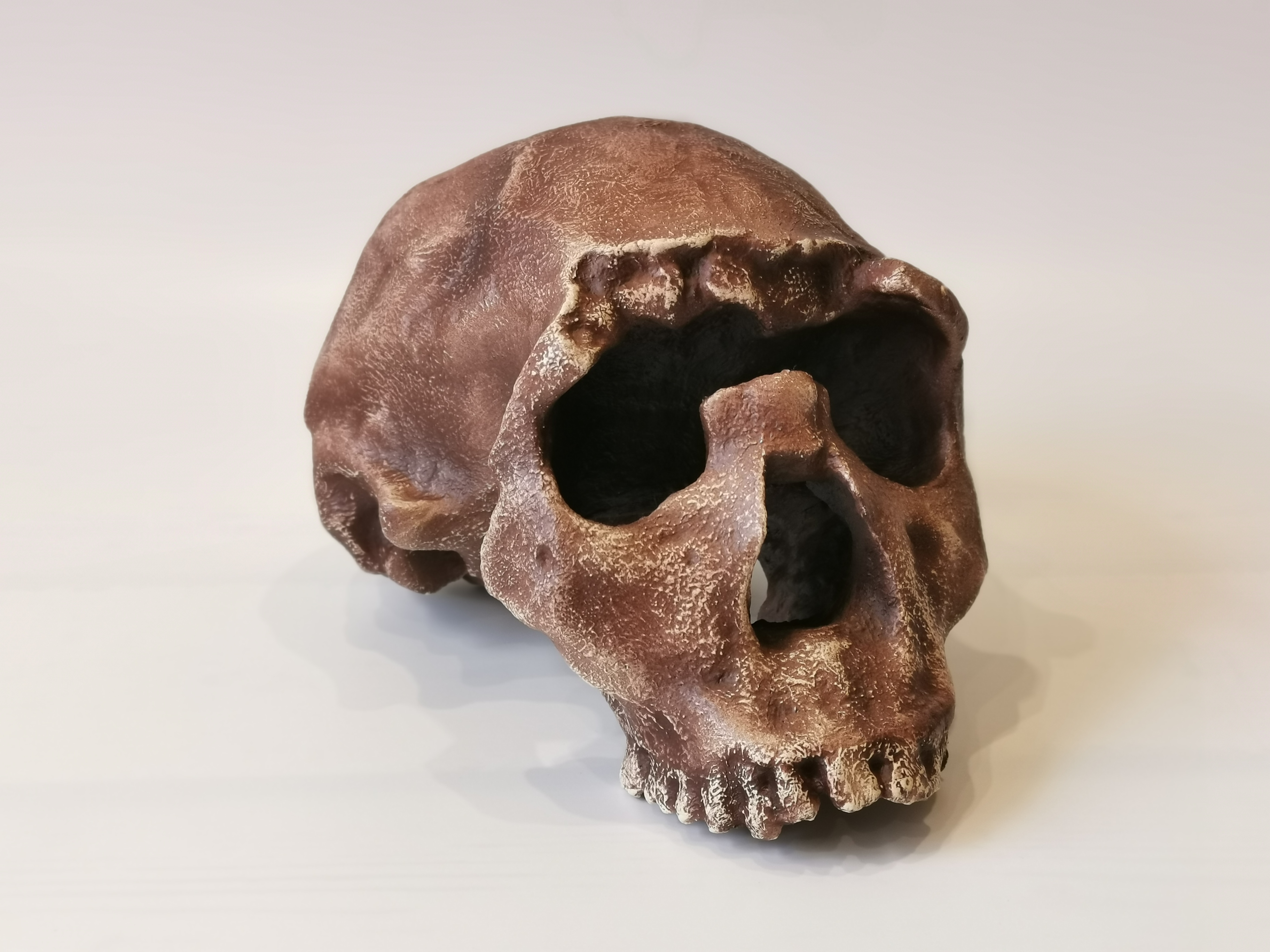 Homo Ergaster Skull Replica Turkana Boy, Full-size 3d printe | Inspire ...