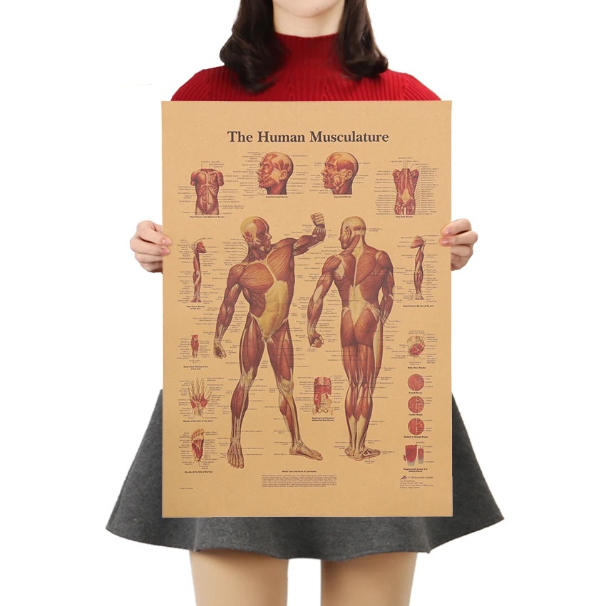 The Human Body Muscle Kraft Paper Poster Vintage Style Wall | Inspire Uplift