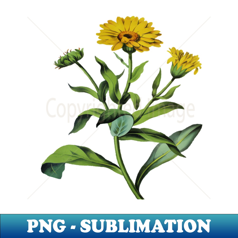 Calendula officinalis Botanical Art Vector Cut Out - Premium | Inspire ...