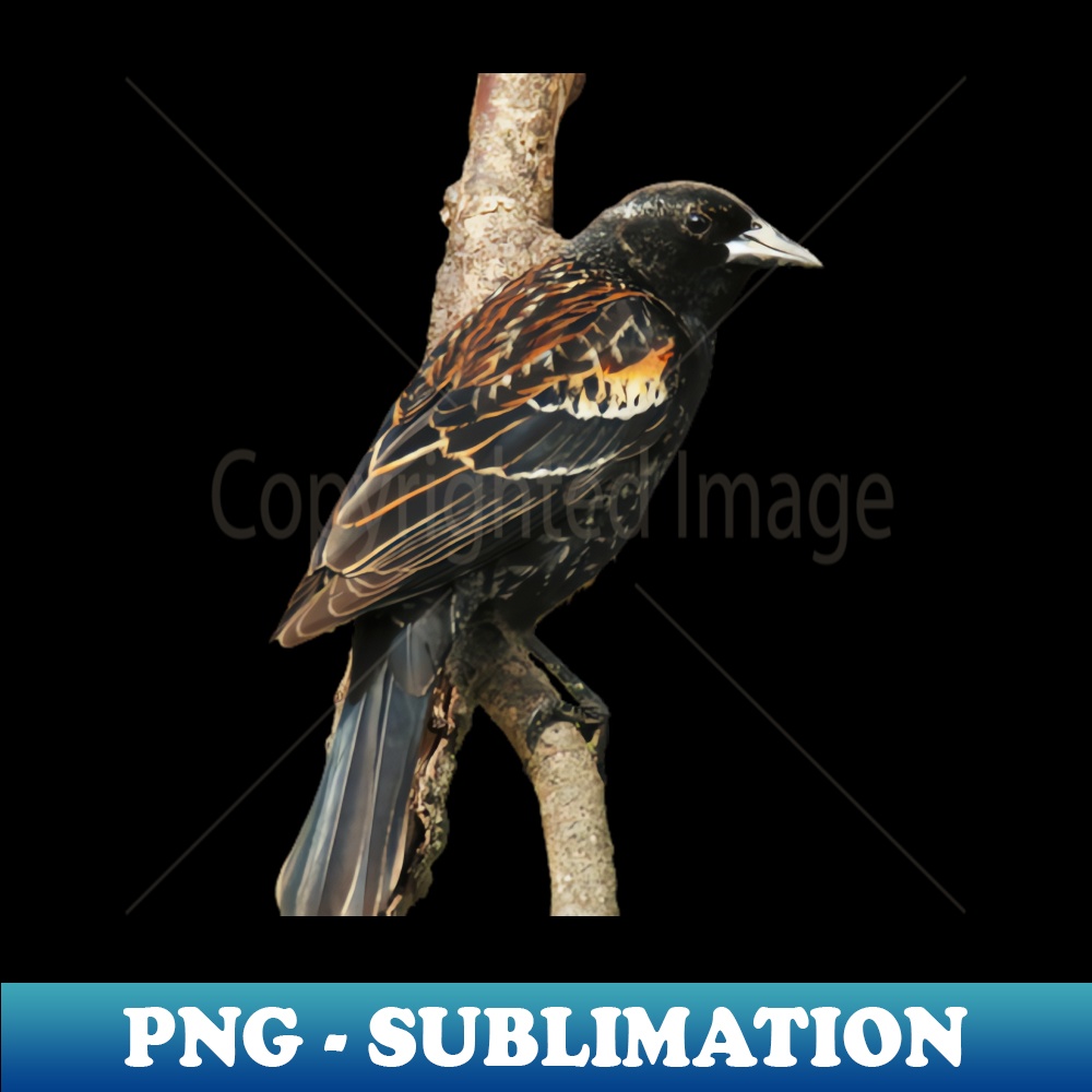 Red Winged Blackbird without background in image-choose red | Inspire ...