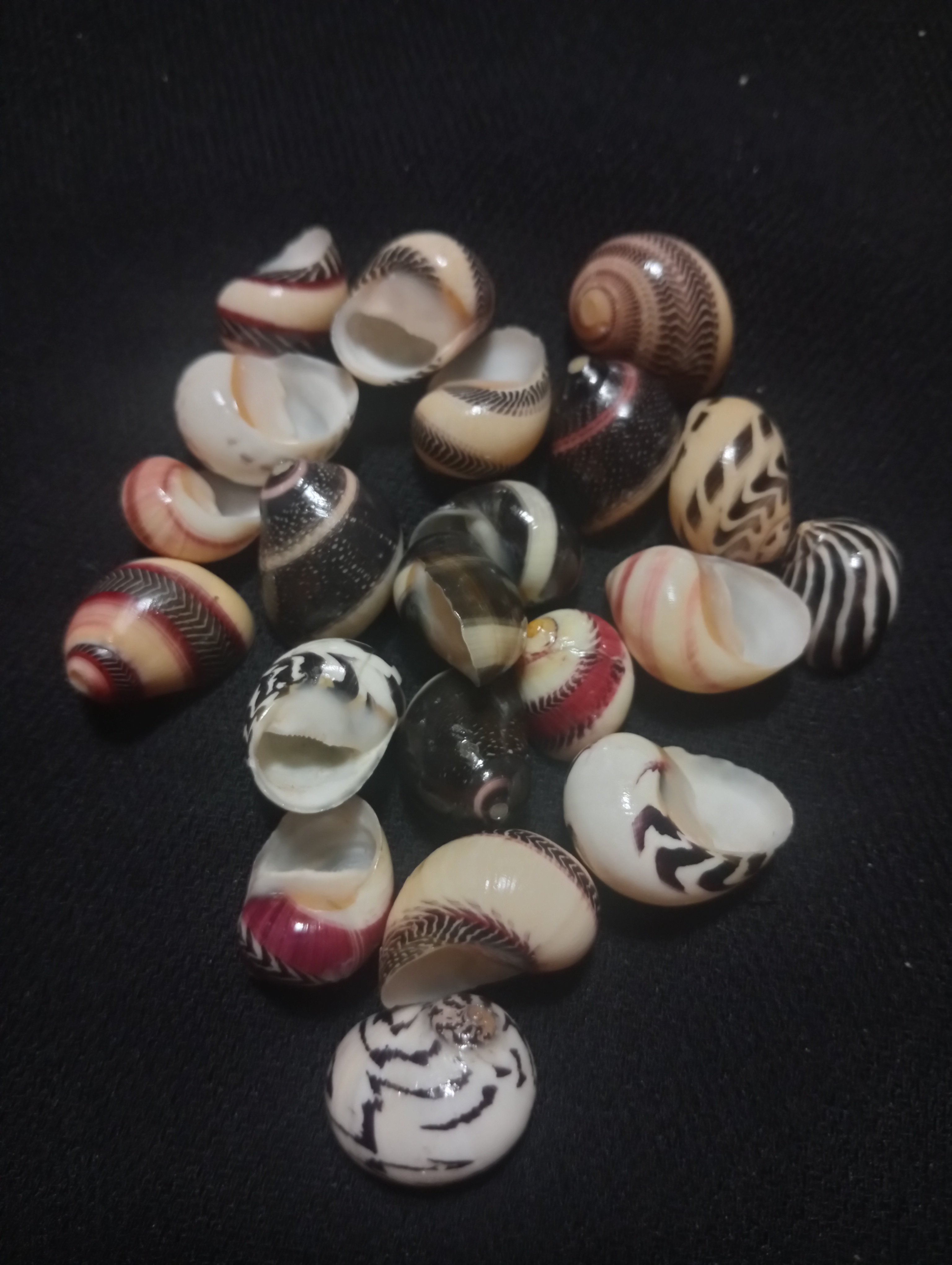 Seashells..neritas sea snail shell..nipa shell..21 pcs shell | Inspire ...