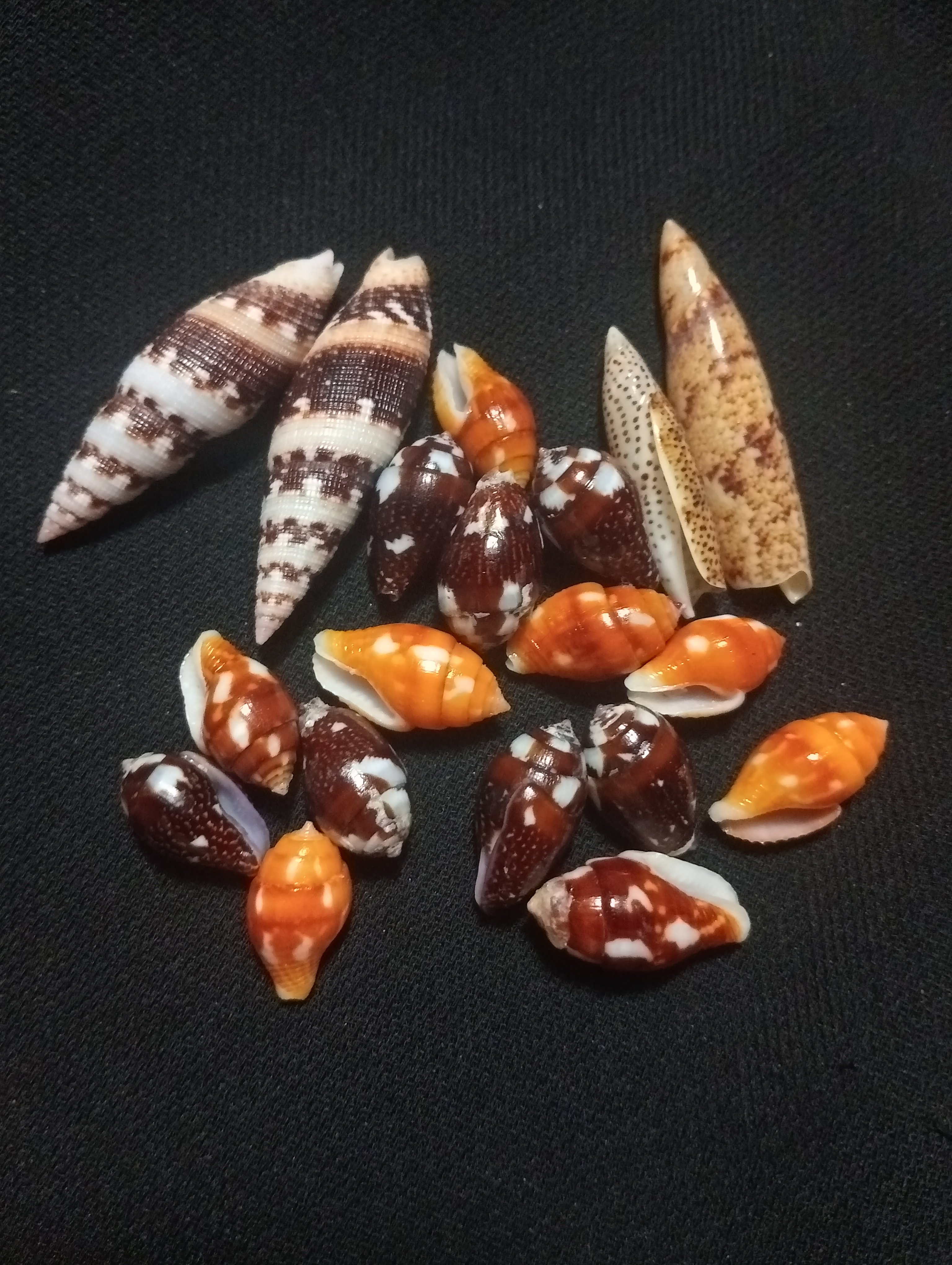 Seashell 19 PCs empty shell | Inspire Uplift