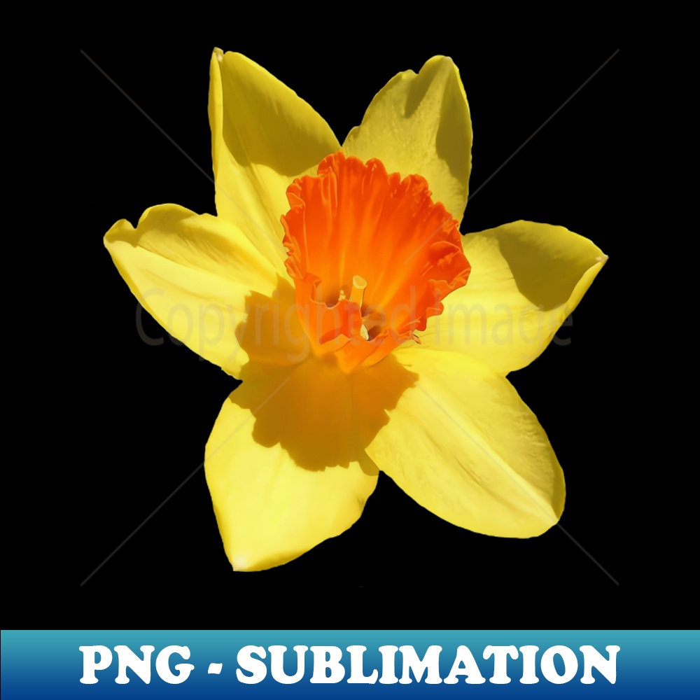 Large Bright and Colorful Spring Daffodil Vector Art Cut Out | Inspire ...