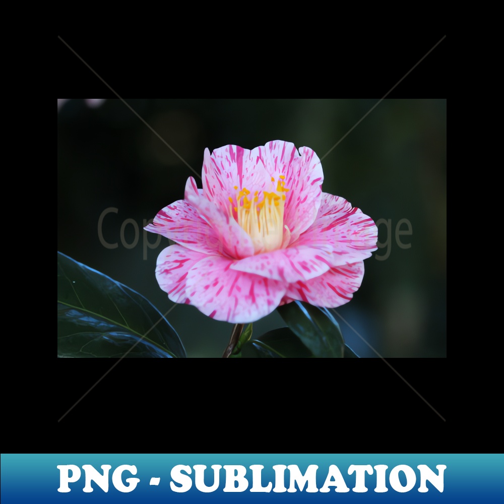 Candy Stripe Camellia - PNG Sublimation Digital Download - S | Inspire ...