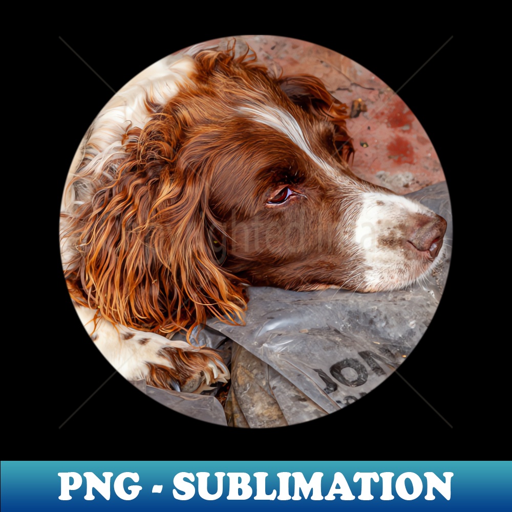 Springer Spaniel - PNG Transparent Digital Download File for - Inspire ...