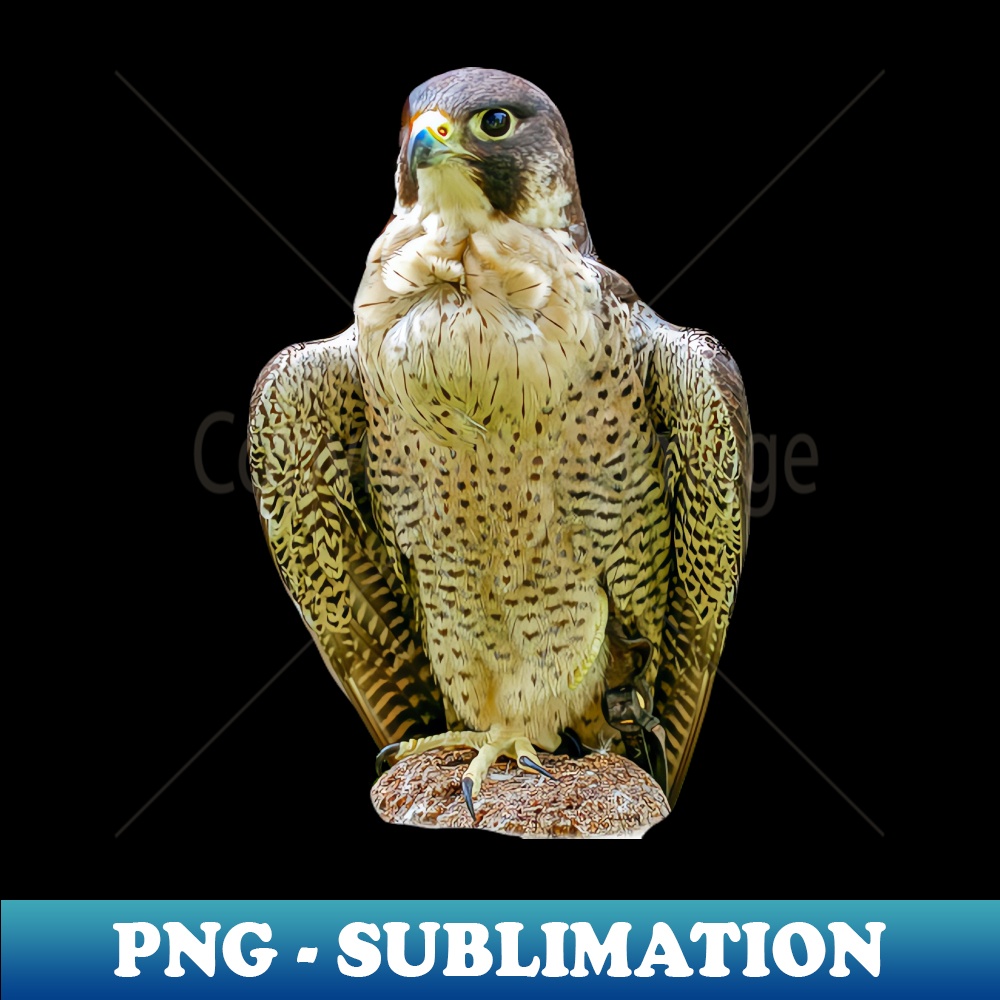 Peregrine falcon - Special Edition Sublimation PNG File - Un | Inspire ...