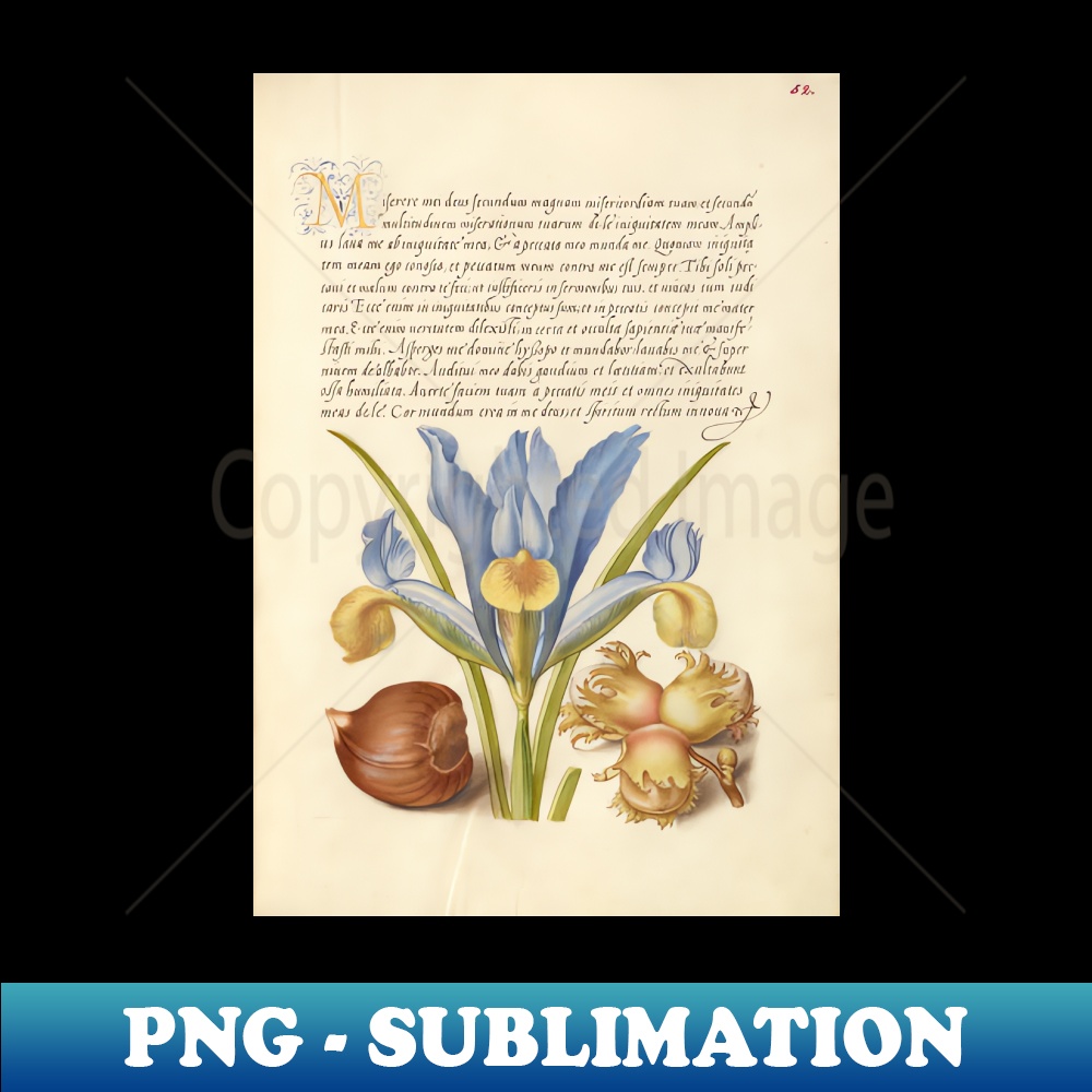 Medieval Illuminated Botanical Illustration Spanish Chestnu | Inspire ...