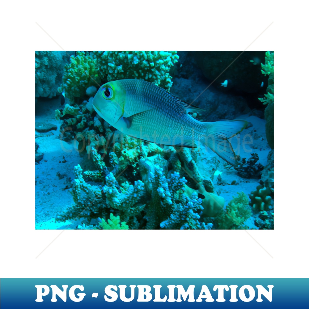 Reef Fish - PNG Transparent Digital Download File for Sublim - Inspire ...