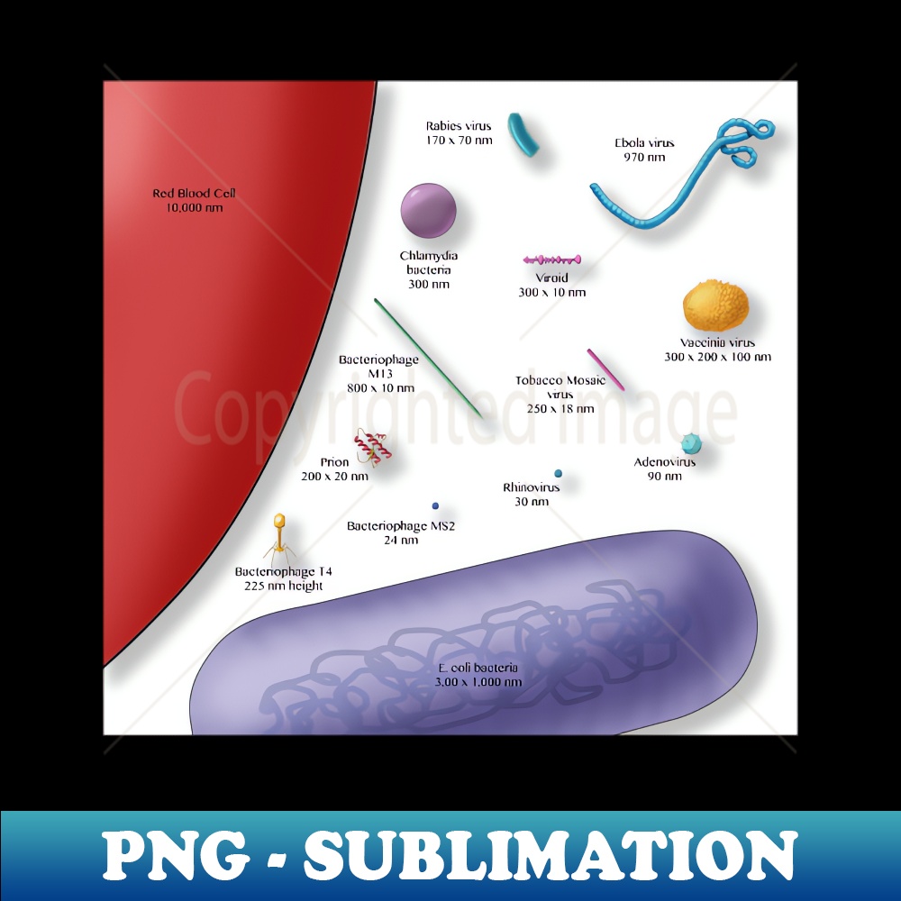 Virus vs Bacteria Comparison of Sizes - Instant PNG Sublimat - Inspire ...