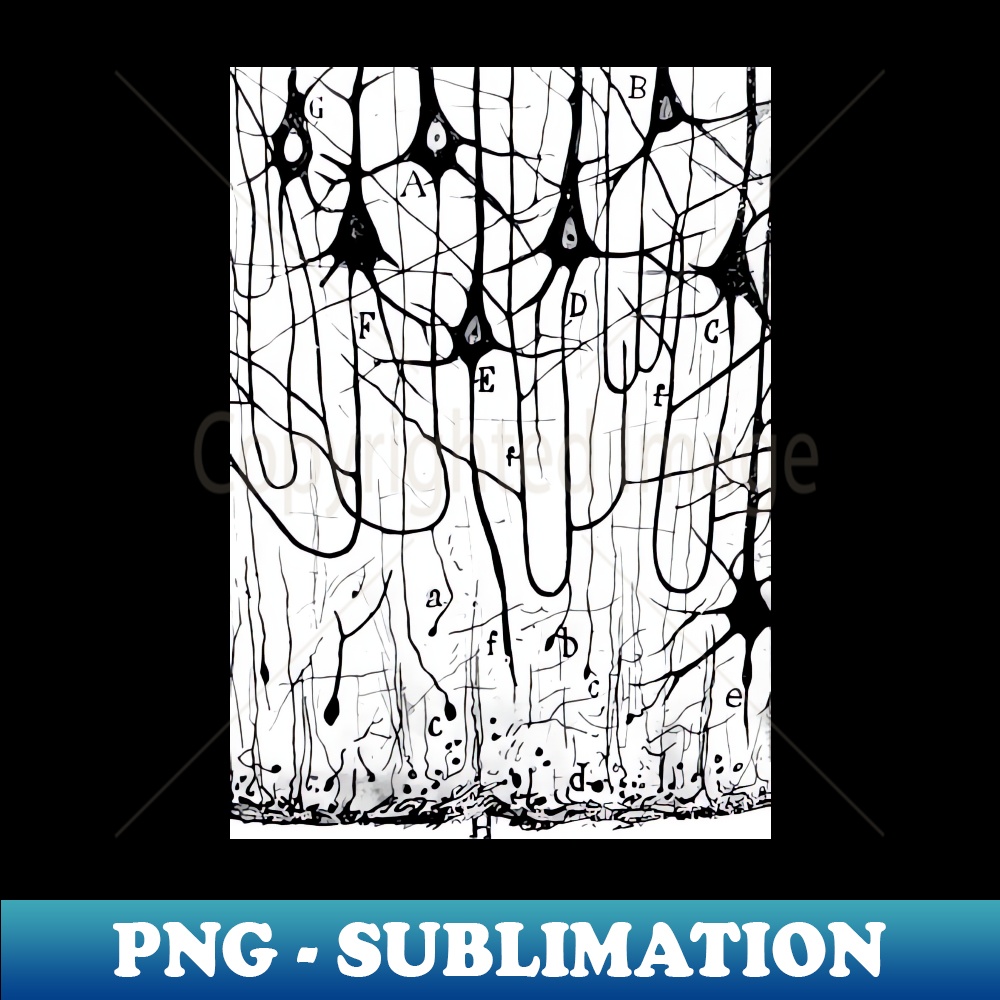 Neuron Pyramidal Cells Drawing by Santiago Ramon Y Cajal - T | Inspire ...