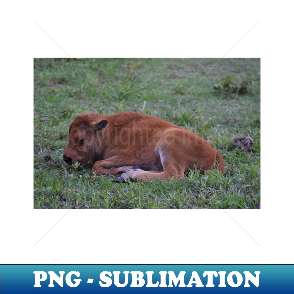 Resting Bison Calf - Aesthetic Sublimation Digital File - In | Inspire ...