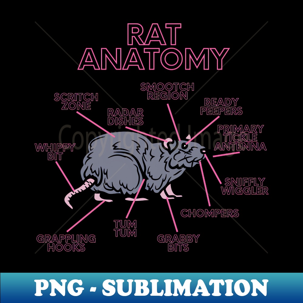 Rat anatomy - Exclusive Sublimation Digital File - Enhance Y | Inspire ...
