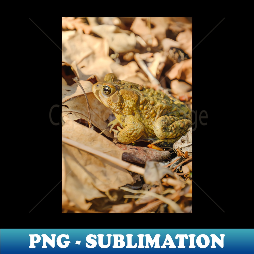 Toad Camouflage Amongst the Leaves Photograph - Special Edit - Inspire ...