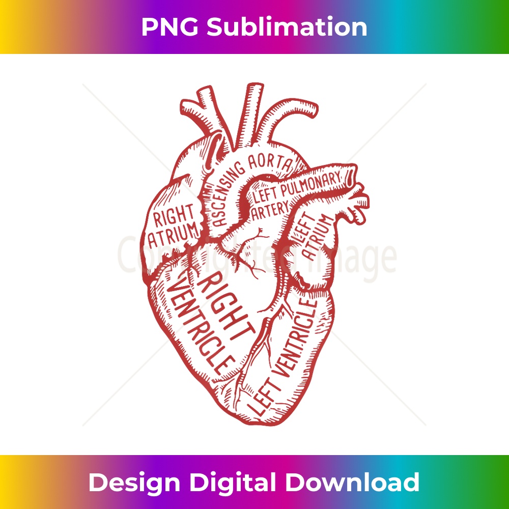 Anatomical Heart Medical Hospital Personal Cardiologist - Cr - Inspire ...