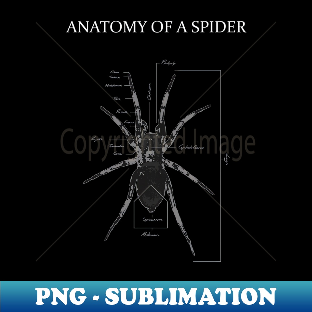Spider Anatomy Diagram - Stylish Sublimation Digital Downloa | Inspire ...