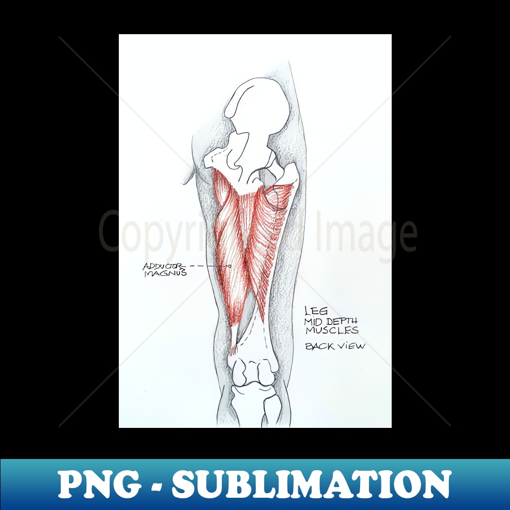 Anatomy Leg mid depth muscles - Premium Sublimation Digital - Inspire ...