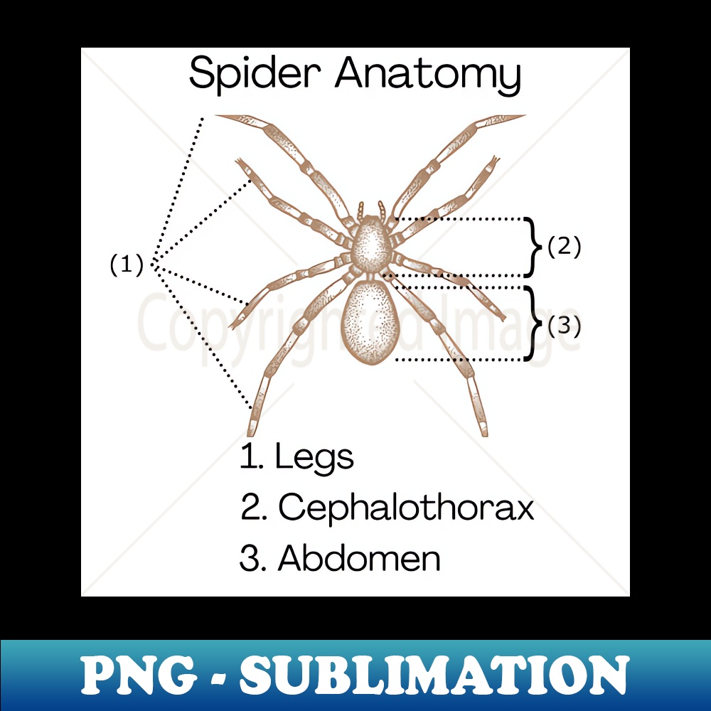 Spider Anatomy - Stylish Sublimation Digital Download - Revo | Inspire ...