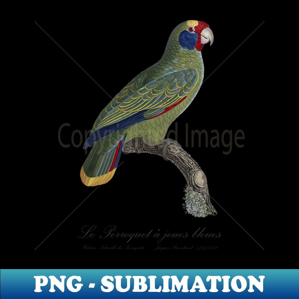 Red-Tailed Amazon Parrot Le Perroquet a Joues Bleues - 19th | Inspire ...