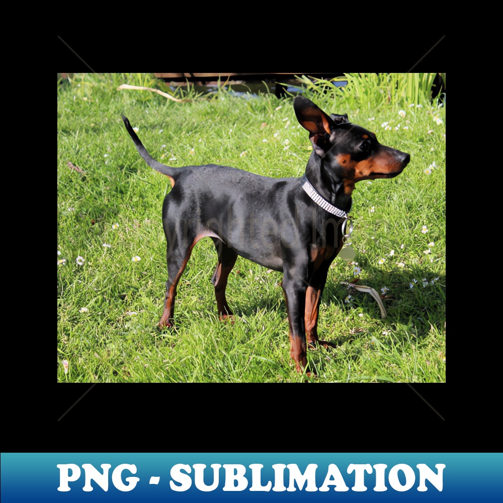 miniature pinscher black and rust full - Elegant Sublimation | Inspire ...