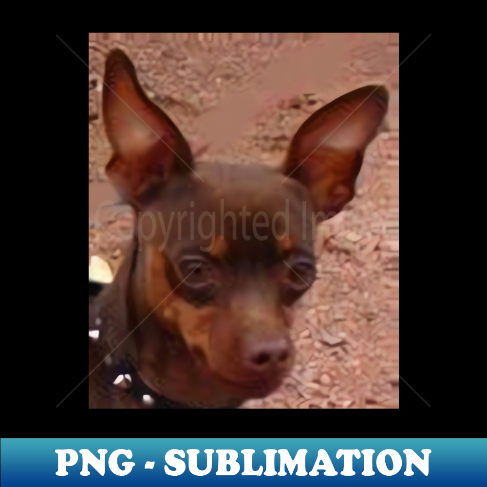 miniature pinscher chocolate and tan - PNG Transparent Subli | Inspire ...