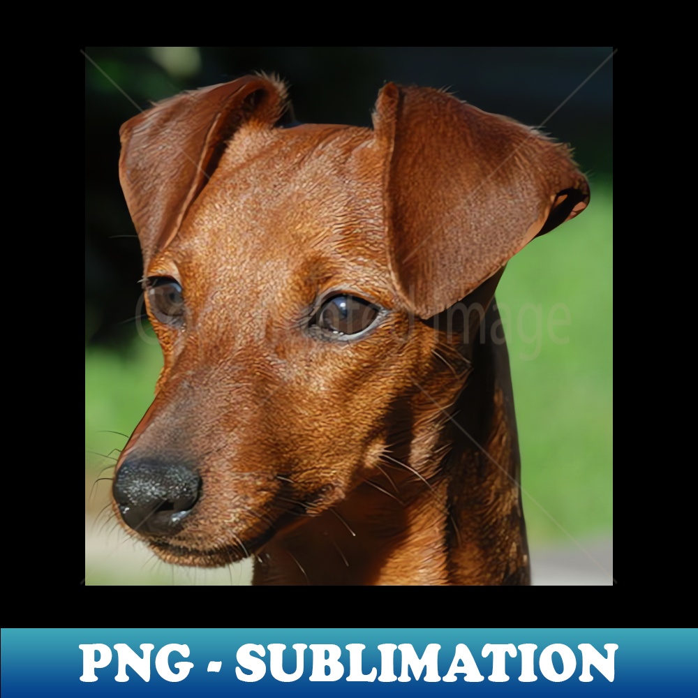 miniature pinscher stag red - Premium Sublimation Digital Do | Inspire ...