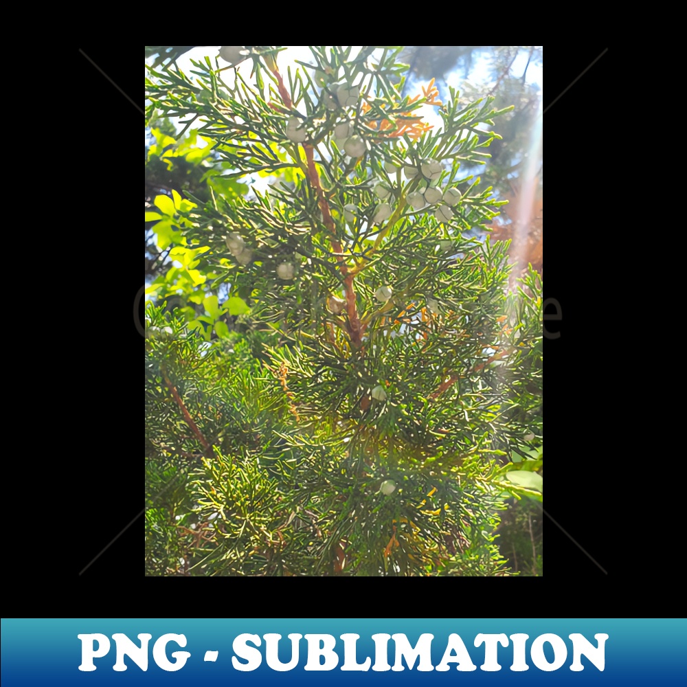 Wild Juniper Tree - PNG Transparent Sublimation File - Perfe | Inspire ...