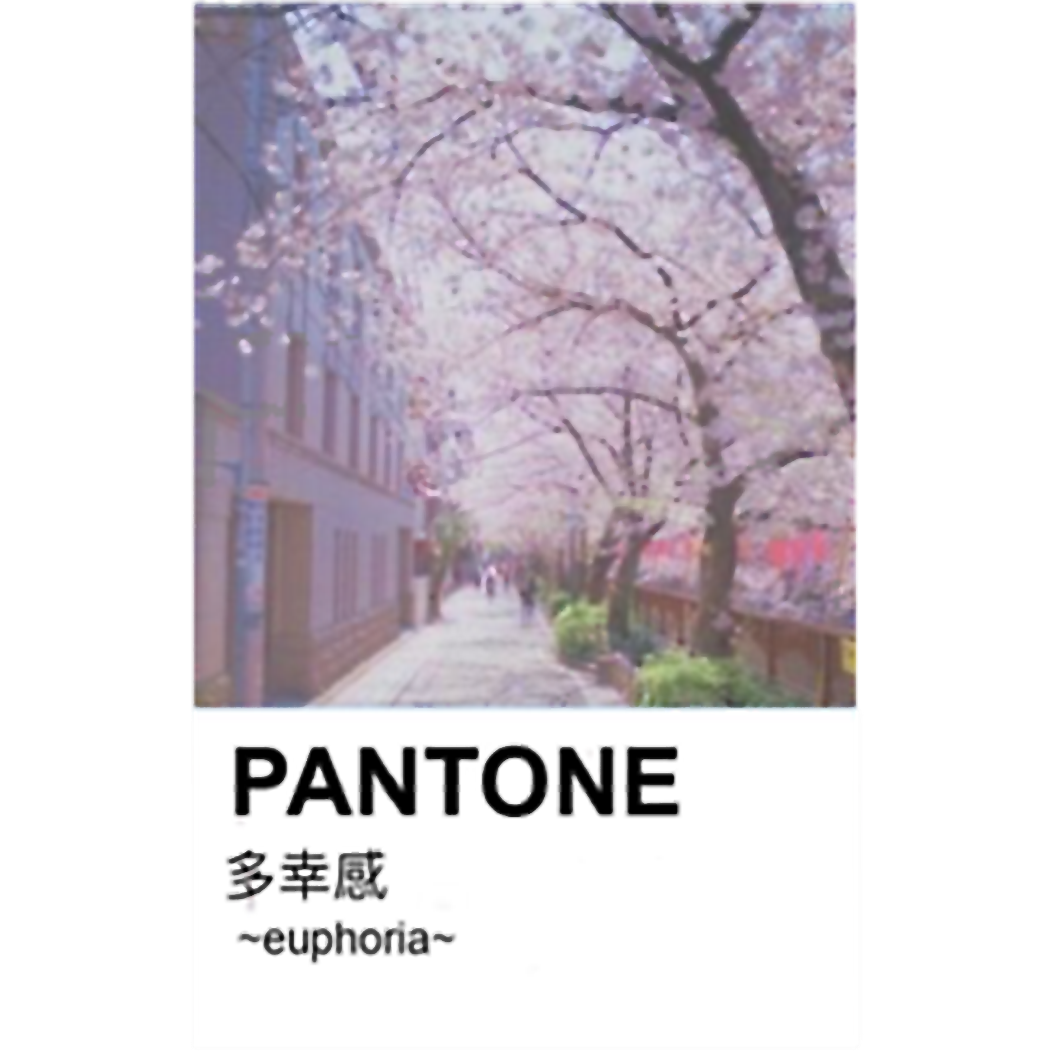 PANTONE aesthetic Japanese cherry blossoms Long | Inspire Uplift