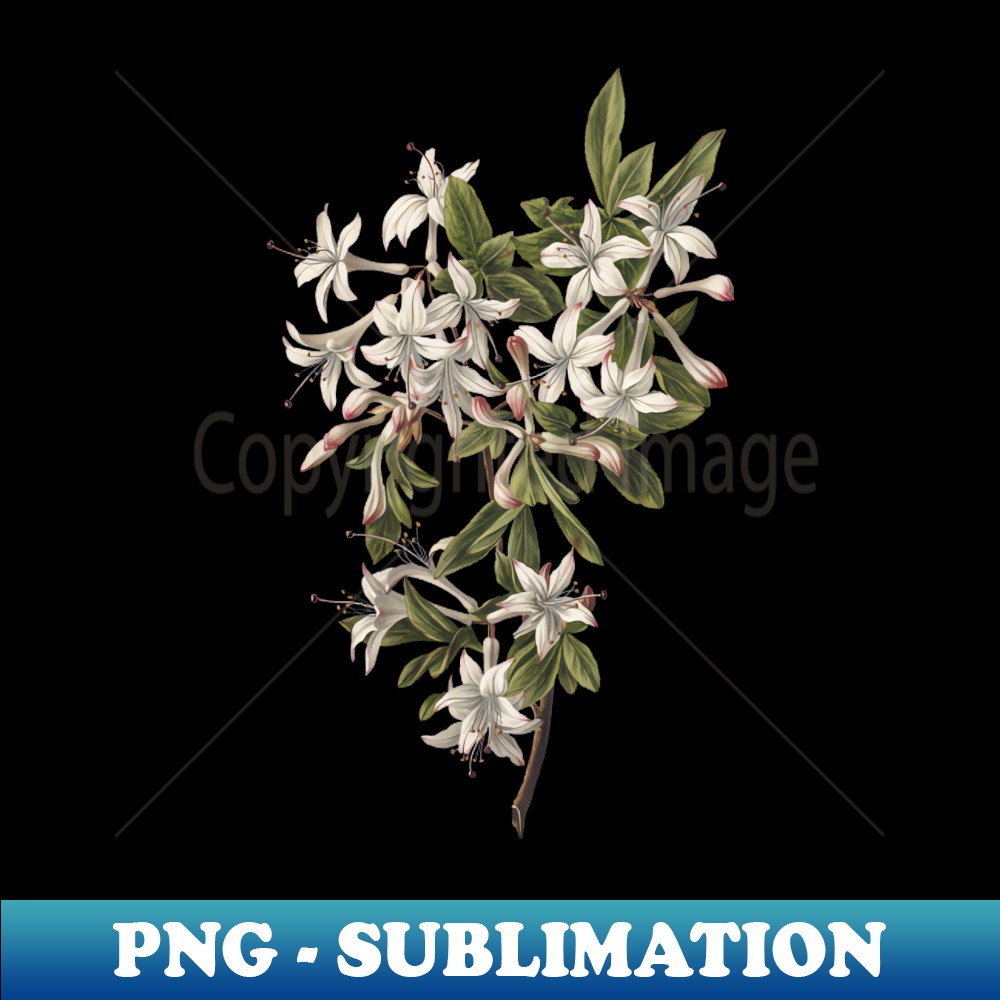 Water color painting of blooming Azalea - PNG Transparent Su | Inspire ...