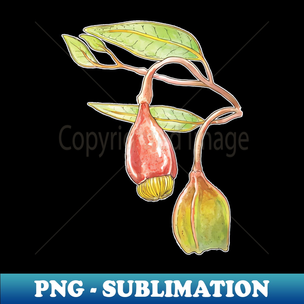 Fuchsia gum - Eucalyptus forrestiana - Aesthetic Sublimation | Inspire ...