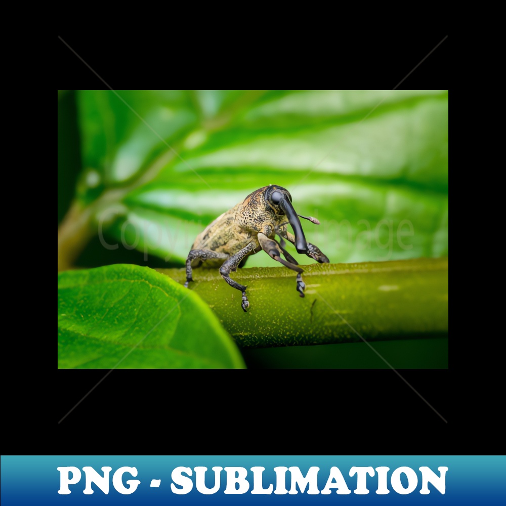 A true weevil also known as snout beetle Curculionidae - Spe | Inspire ...