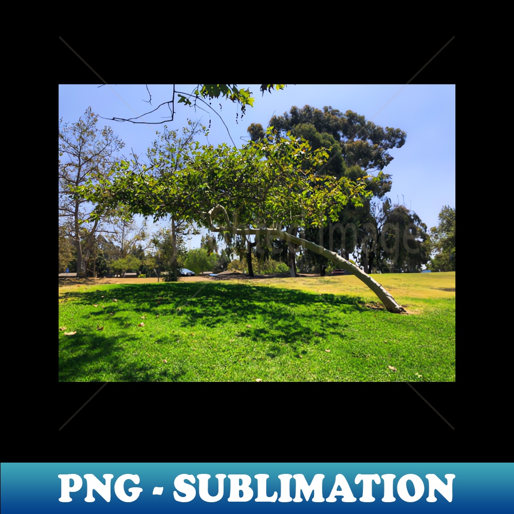 Sideways tree in Southern California Summer - PNG Transparen | Inspire ...
