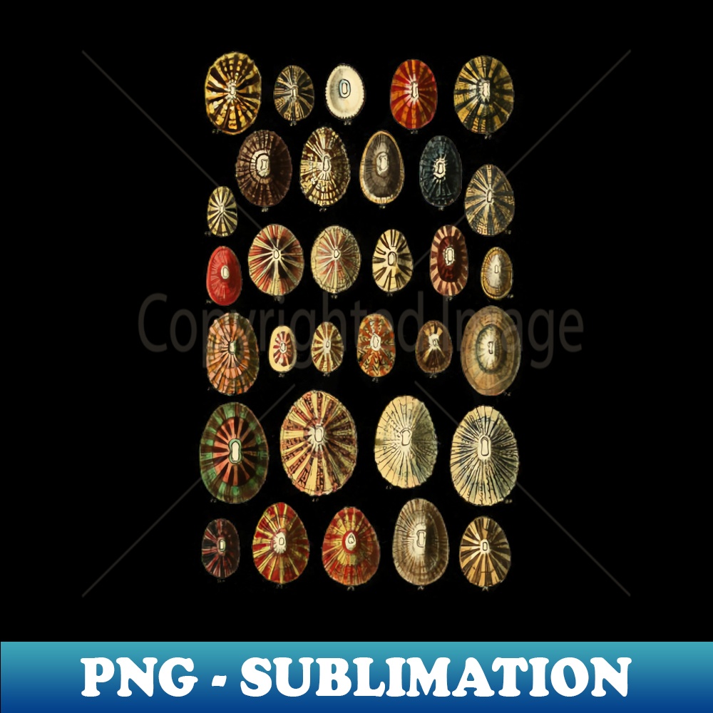 Limpet Shells Vintage Antique Scientific Natural History Ill | Inspire ...